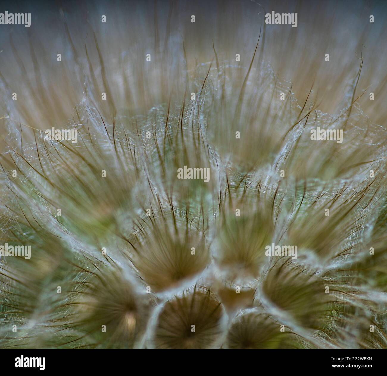 Summer background with old dandelion flower in a meadow Stock Photo - Alamy