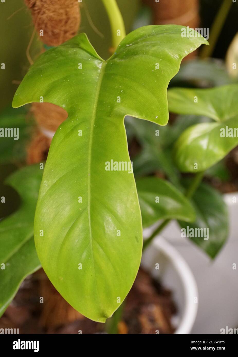Unique leaf shape of Philodendron Bipennifolium Aurea Gold Violin, an ...