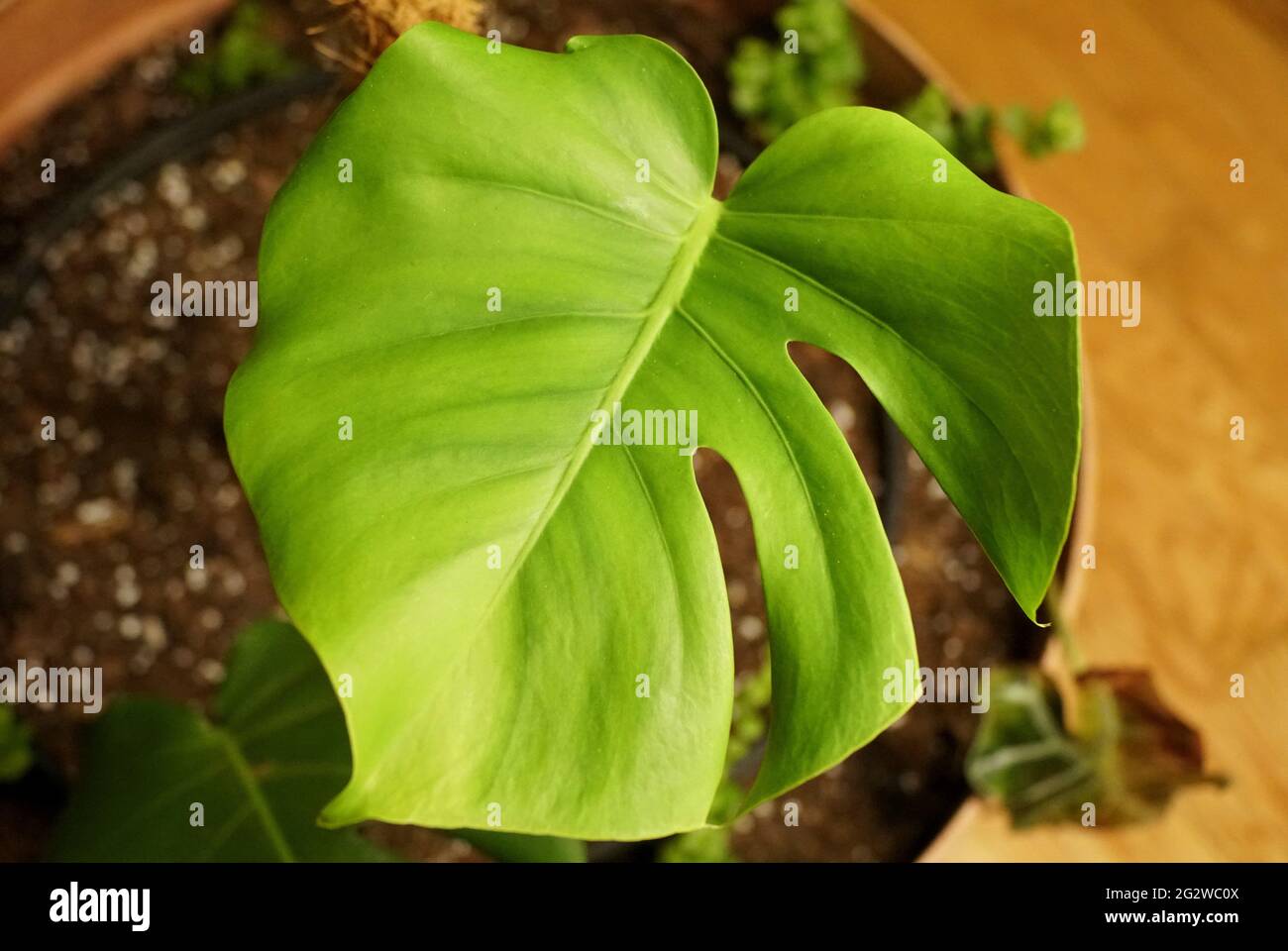 Close up of a small fenestrated green leaf of Monstera Deliciosa Stock ...