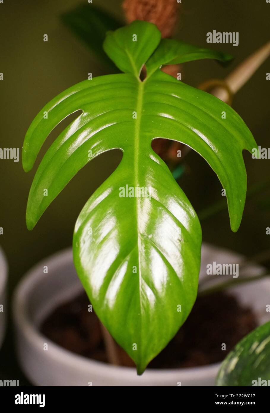 Unique leaf shape of Philodendron Florida Beauty, an indoor tropical ...