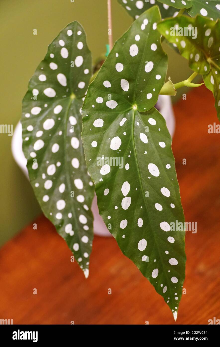 Polka Dot Begonia, also known as Begonia Maculata Stock Photo - Alamy