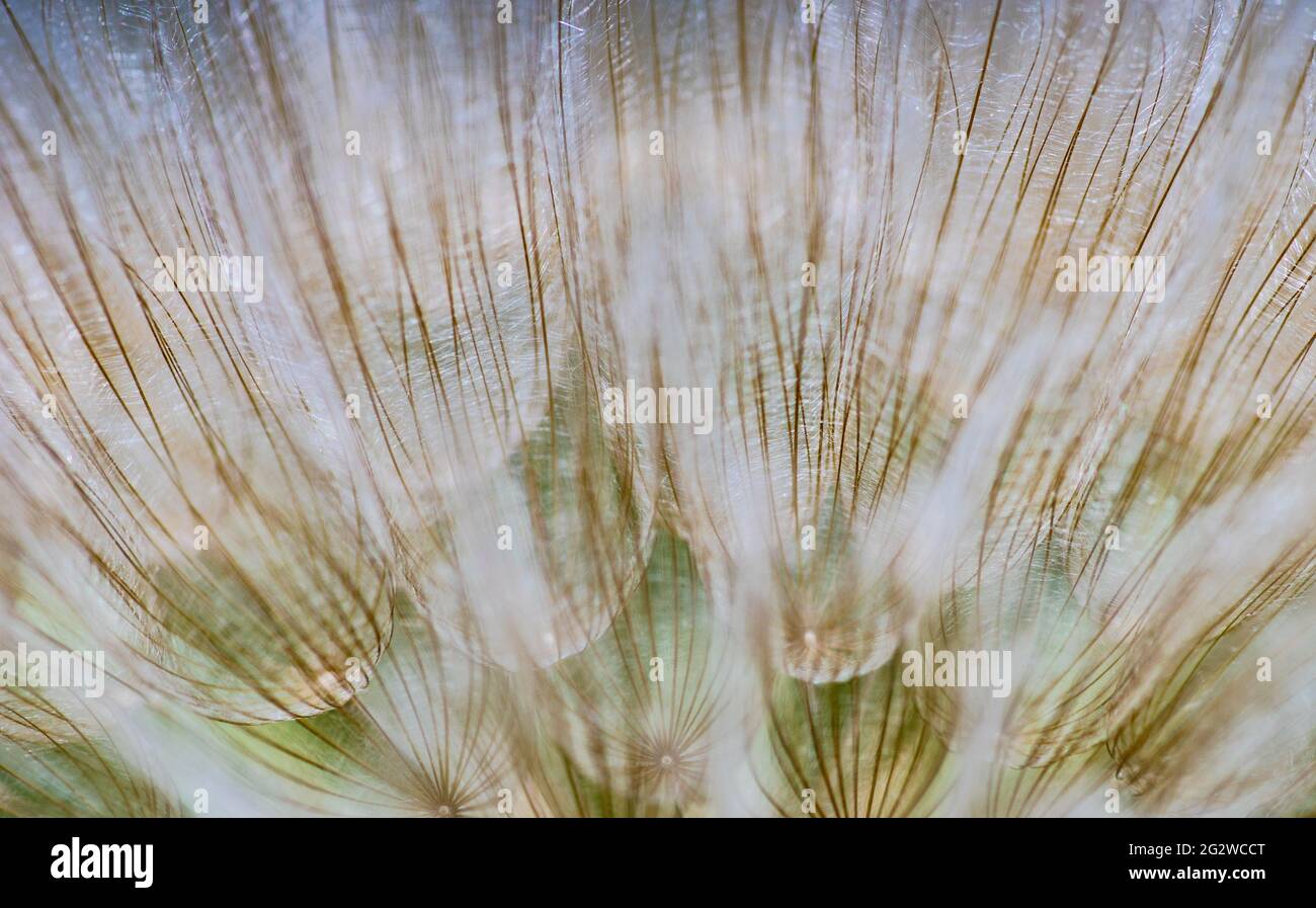 Summer background with old dandelion flower in a meadow Stock Photo - Alamy