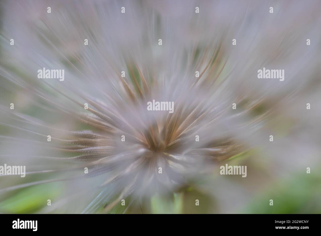 Summer background with old dandelion flower in a meadow Stock Photo - Alamy