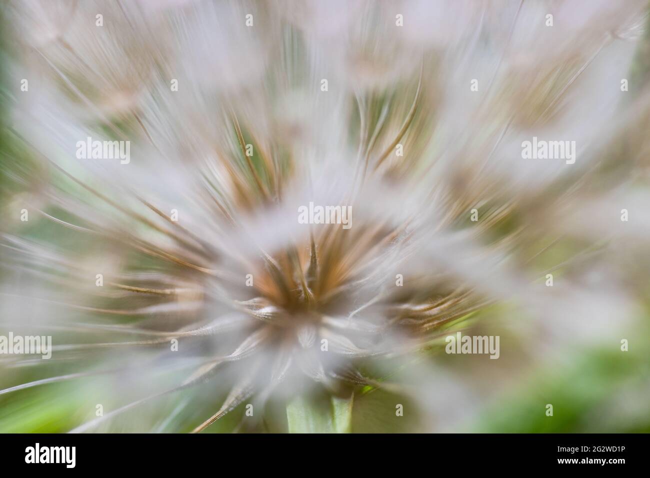 Summer background with old dandelion flower in a meadow Stock Photo - Alamy