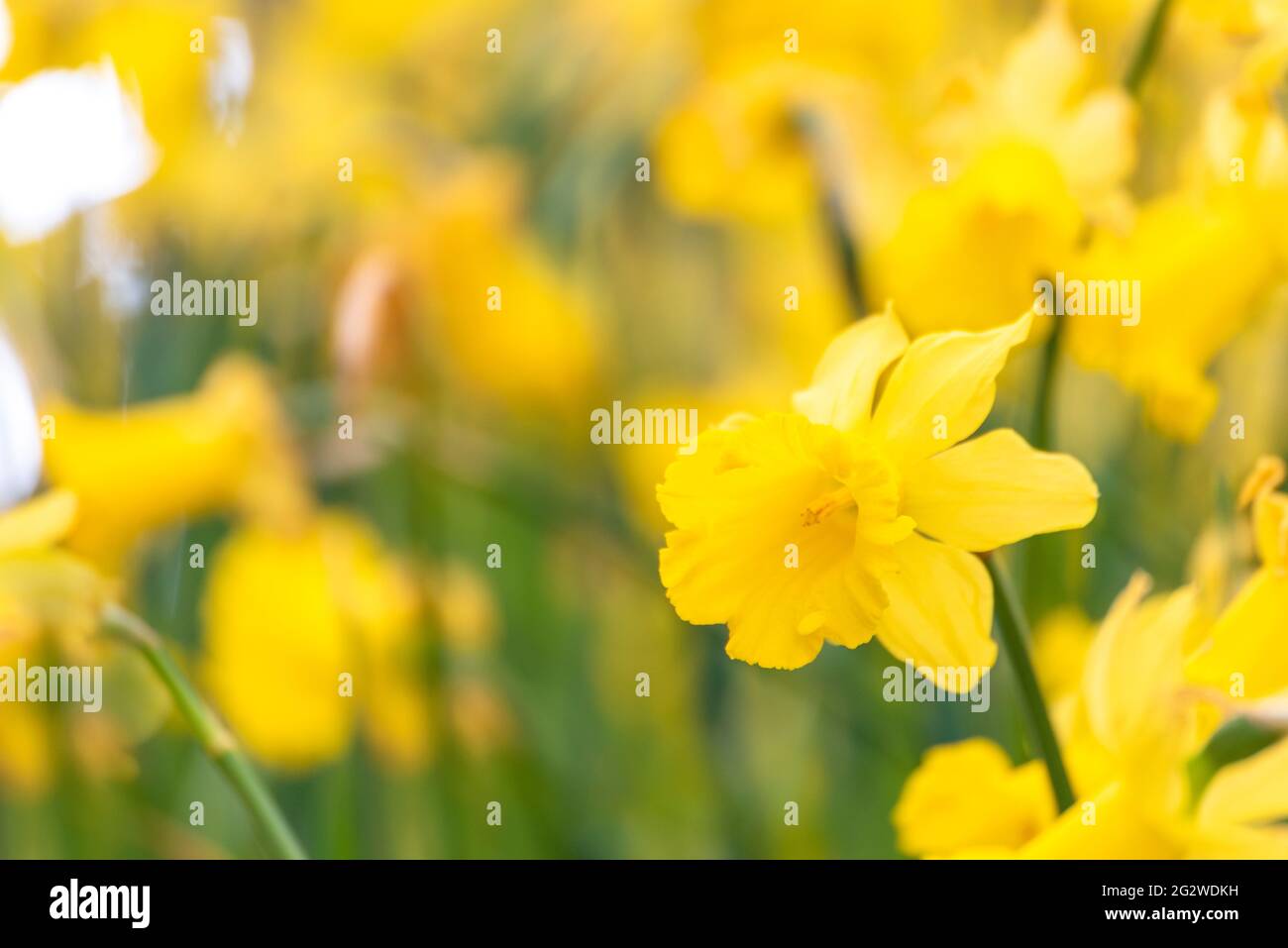 Daffodils bright spring yellow flower with copy space for web banner ...
