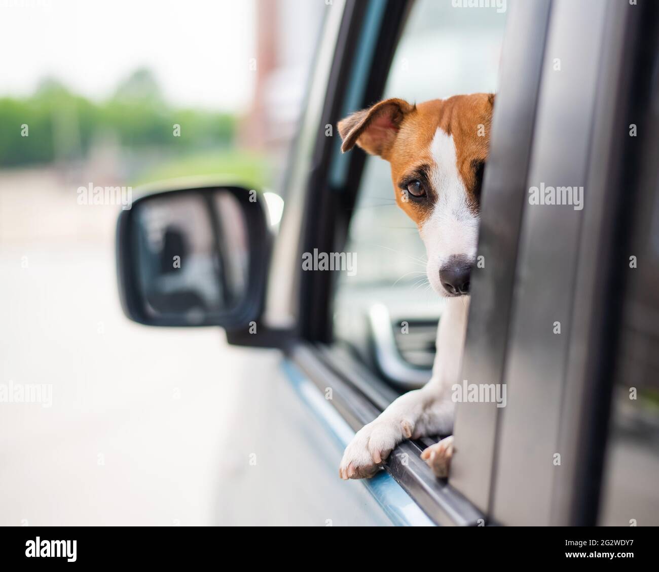 Dog with head out of car window wind hi-res stock photography and ...