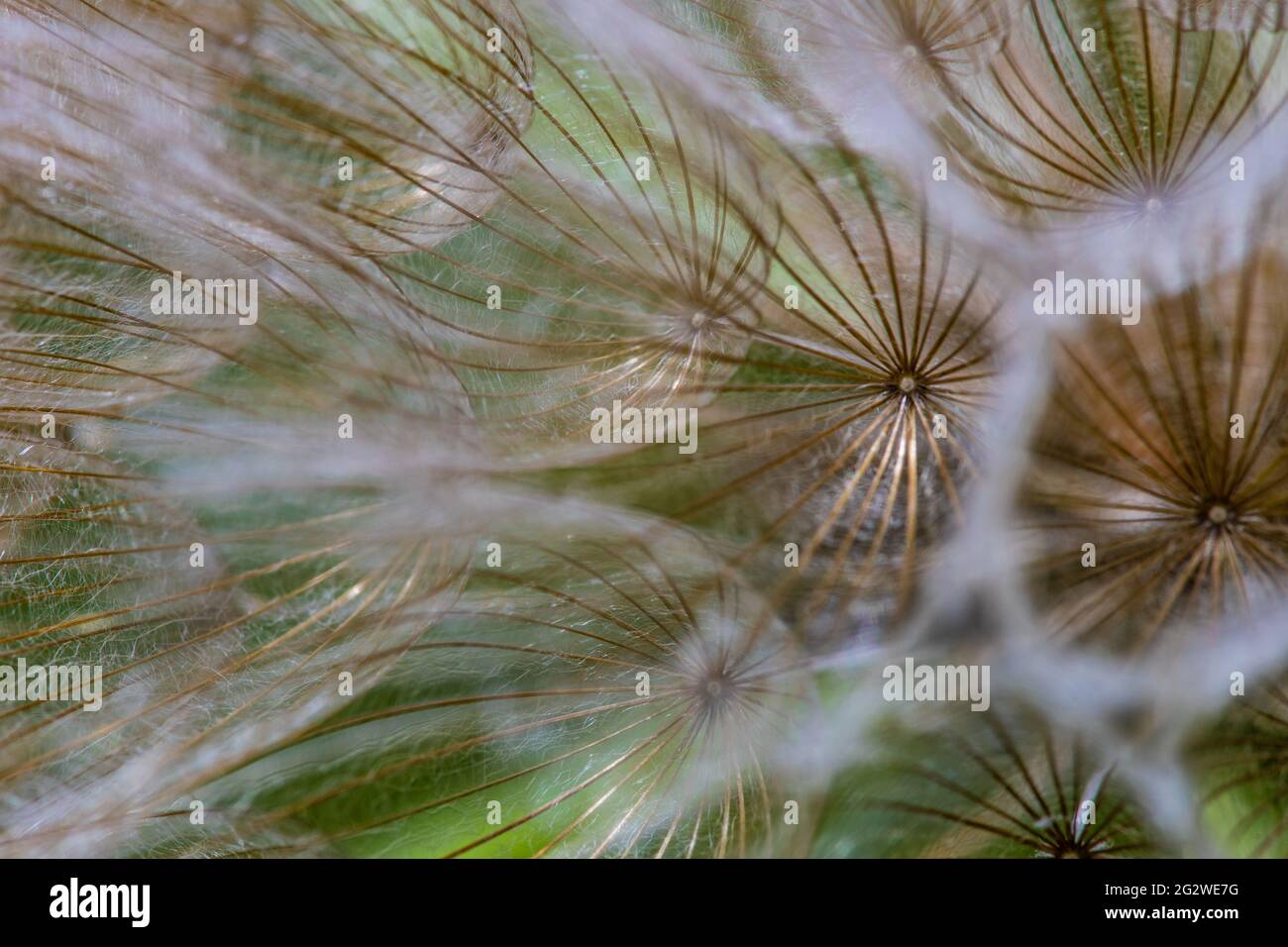 Summer background with old dandelion flower in a meadow Stock Photo - Alamy