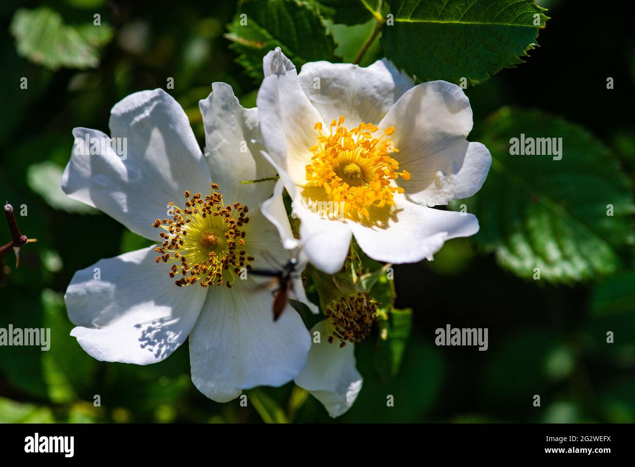 Wild rose flowers in a garden as a summer background Stock Photo - Alamy
