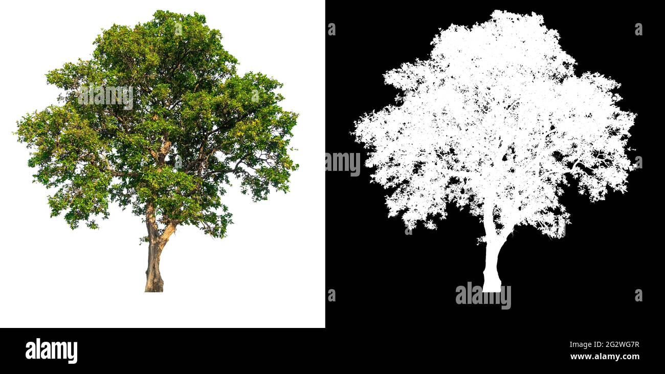 Green tree isolated on white background with post cut out original ...