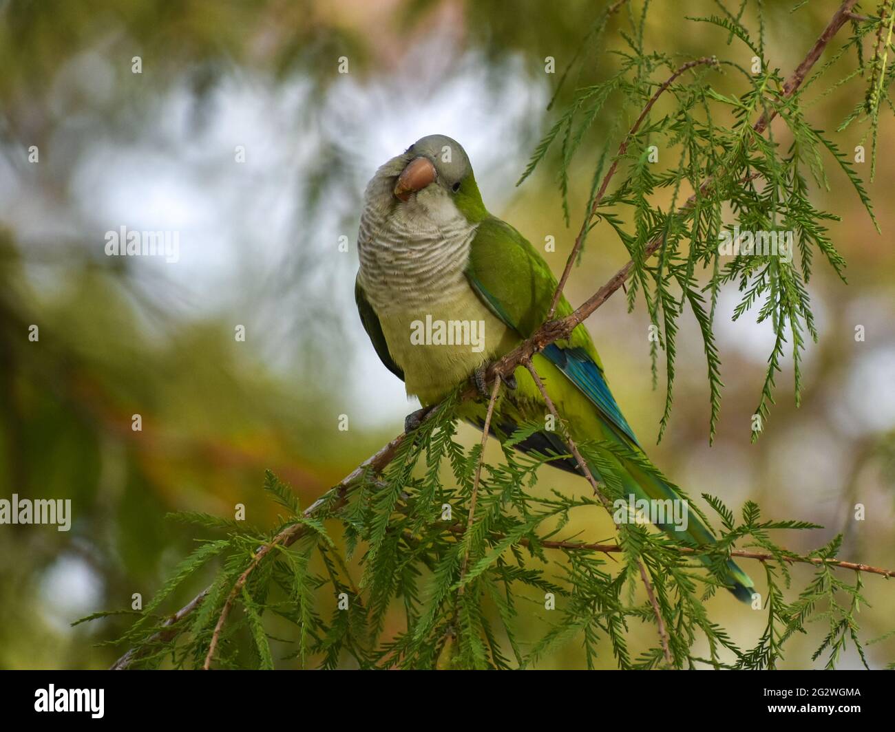 cute monk parakeet (myiopsitta monachus), or quaker parrot, perching in ...