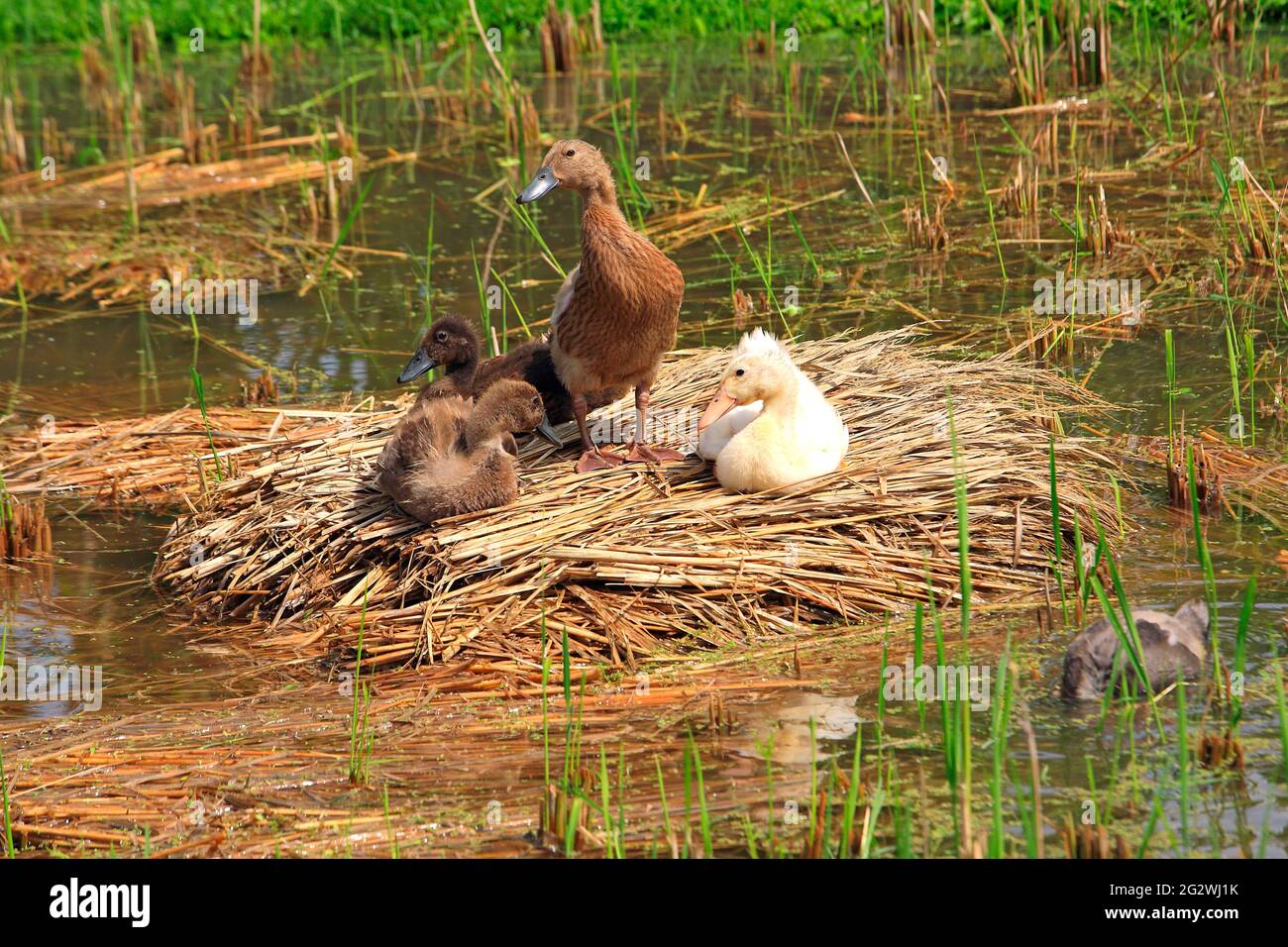 Ducks in the Rice paddy, Ubud, Bali, Indonesia Stock Photo - Alamy
