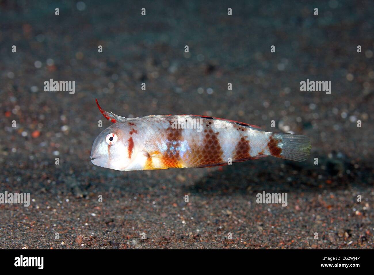 Whitepatch Razorfish, Iniistius aneitensis, juvenile phase.Tulamben ...