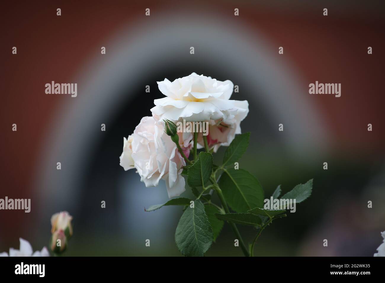 Warsaw, Poland. 12th June, 2021. "Queen of Warsaw" roses are exhibited ...