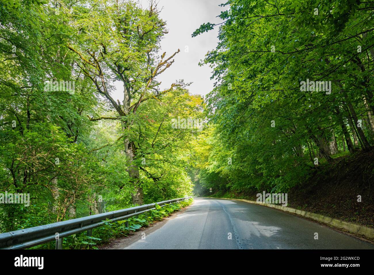 Sabaduri forest in summer, a beautiful place in the north of Tbilisi ...