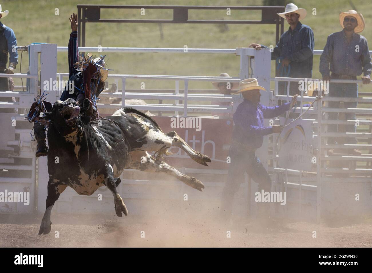 Rodeo calf roping event sports hi-res stock photography and images - Alamy