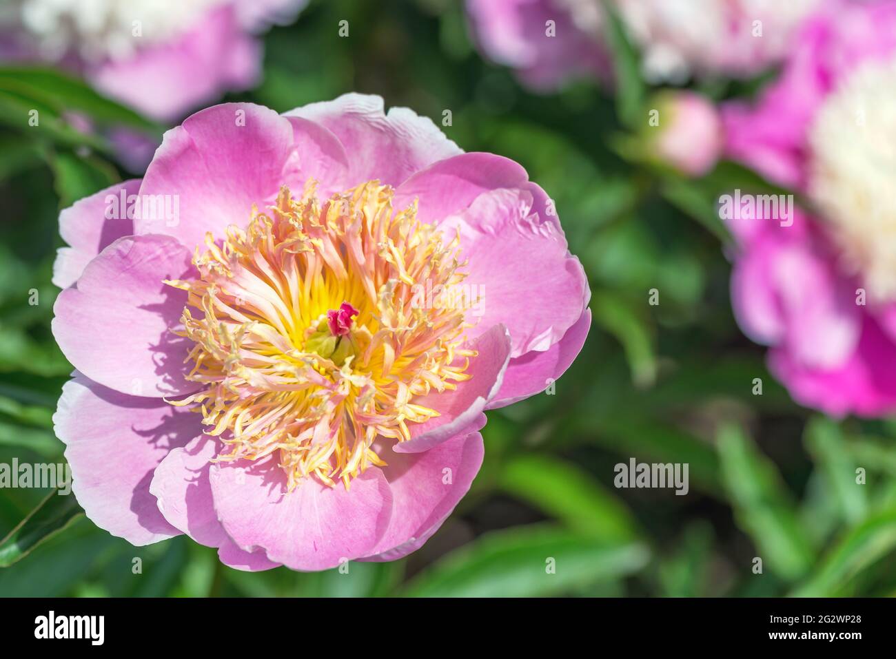 Paeonia peony pink double bouquet hi-res stock photography and images ...