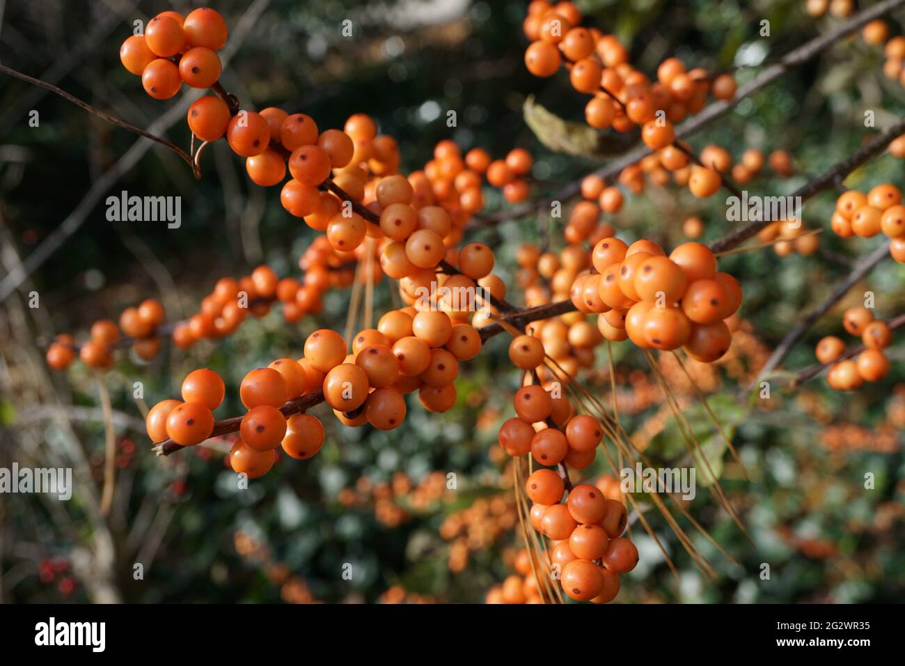 Pyracantha orange berries hi-res stock photography and images - Alamy