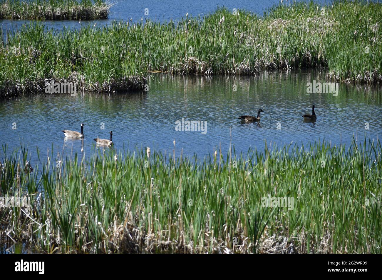Native geese hi-res stock photography and images - Alamy