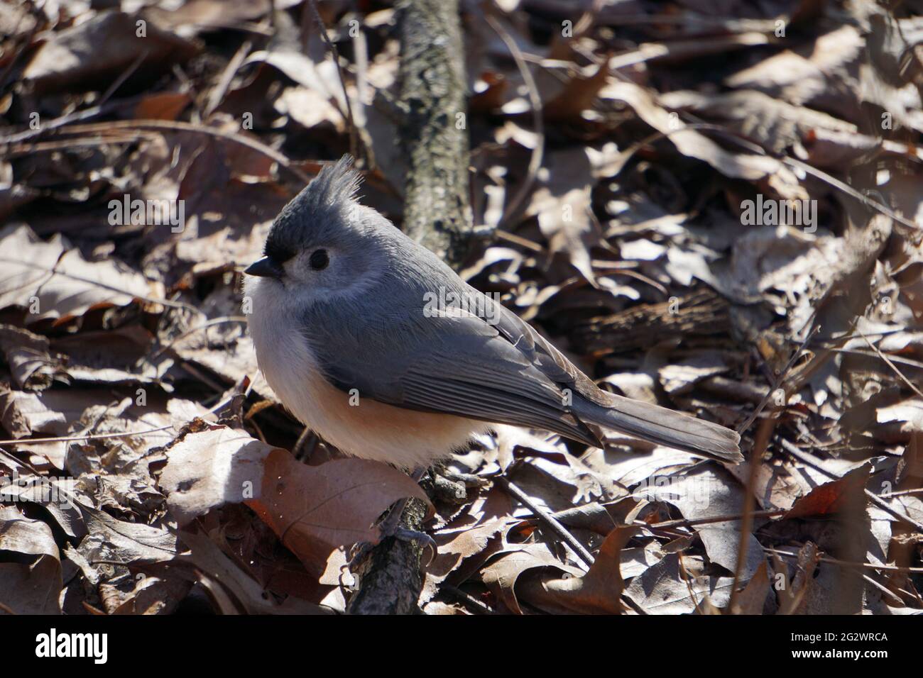 Bird titmouse hi-res stock photography and images - Alamy