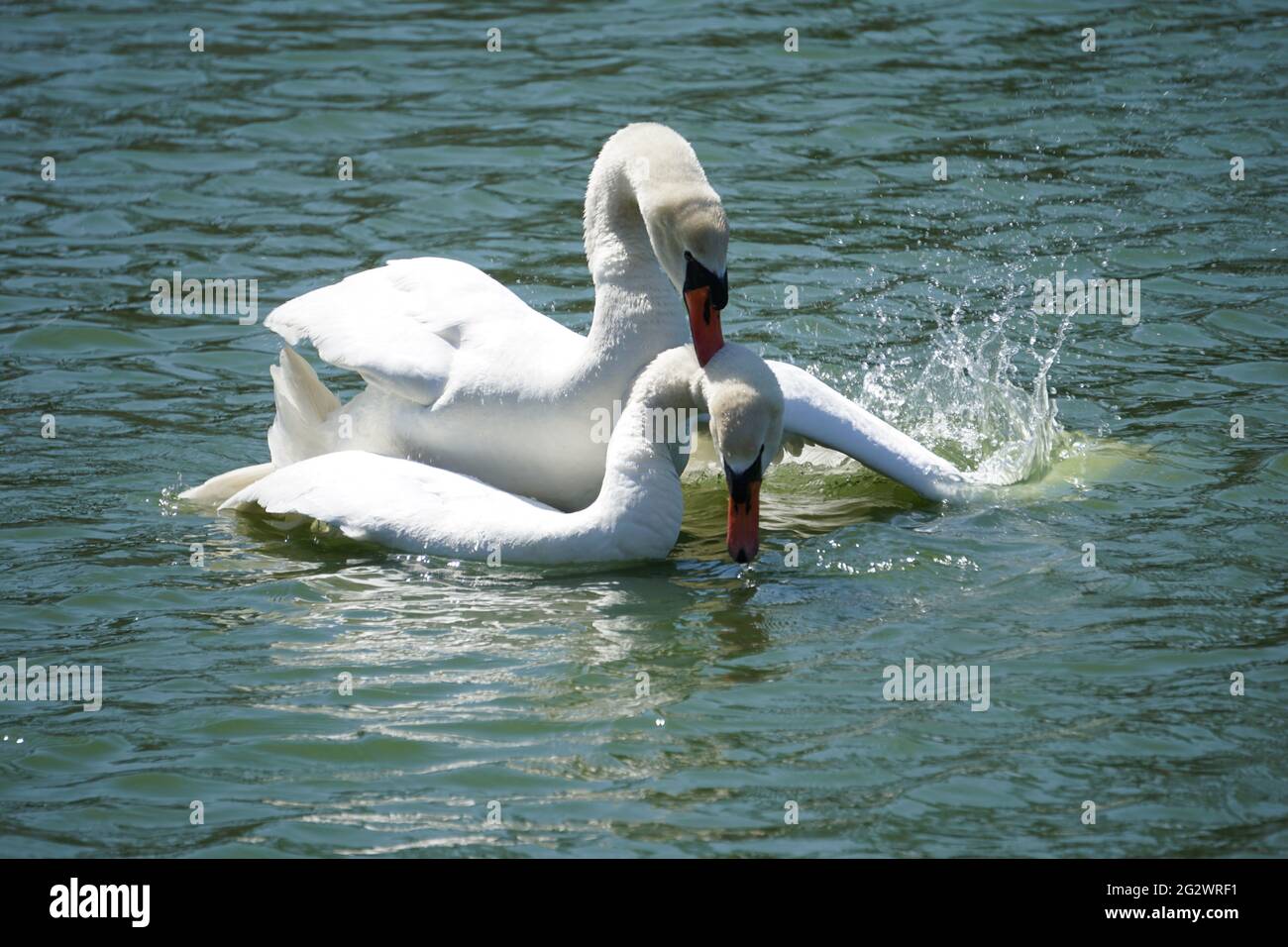Mute swan invasive species hi-res stock photography and images - Alamy