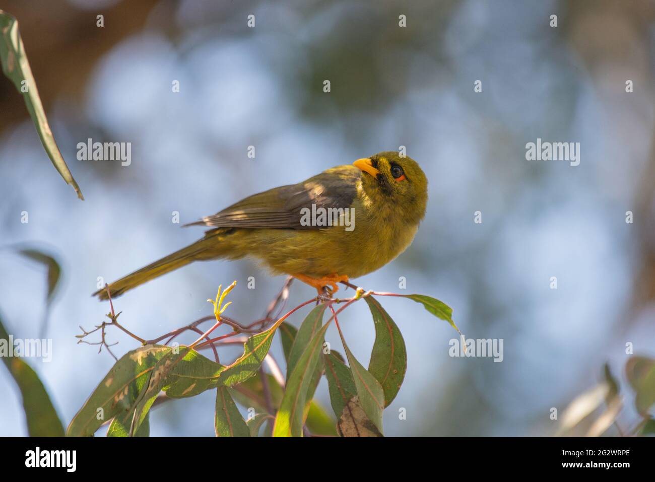 Australian bell bird hi-res stock photography and images - Alamy