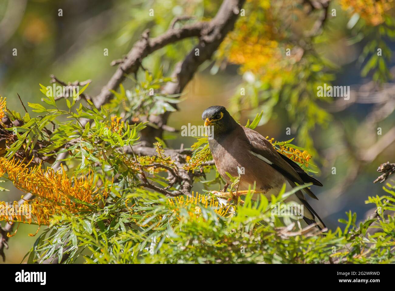 Common myna hi-res stock photography and images - Alamy