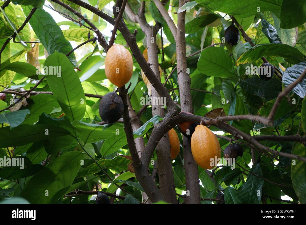 cocoa tree with ripe pods Stock Photo - Alamy