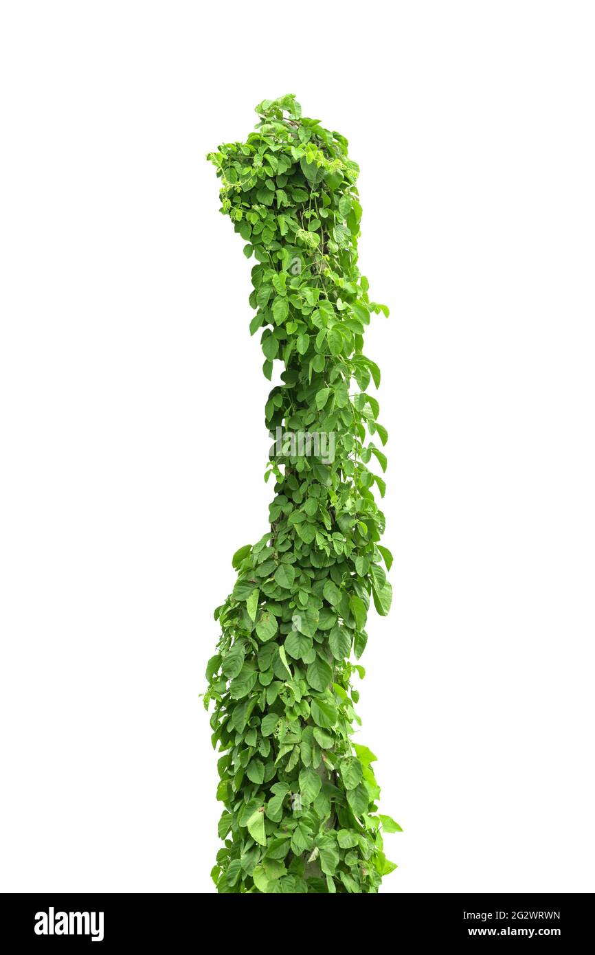 vine plants isolate on white background Stock Photo - Alamy