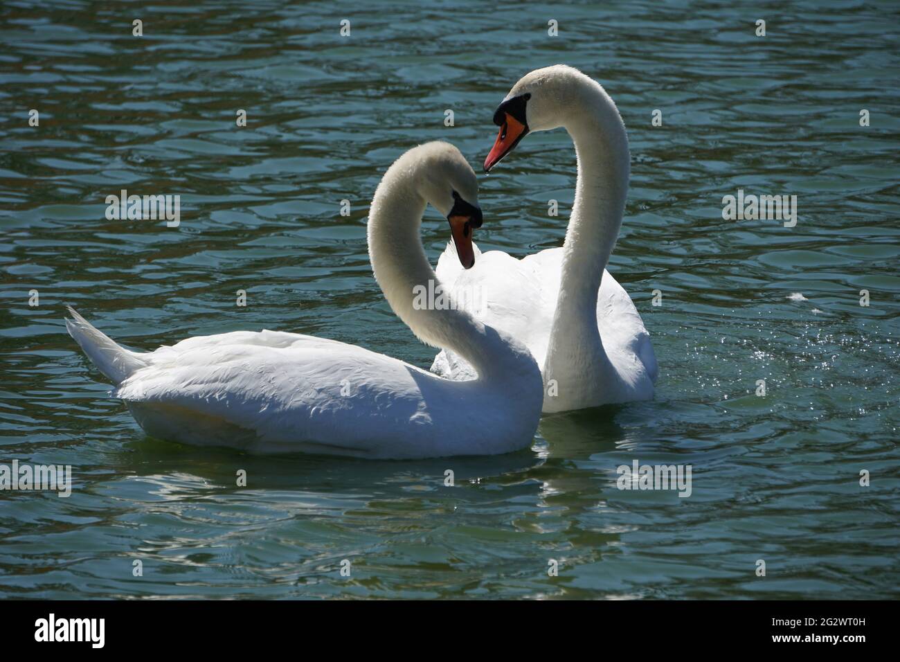 Swan motif hi-res stock photography and images - Alamy
