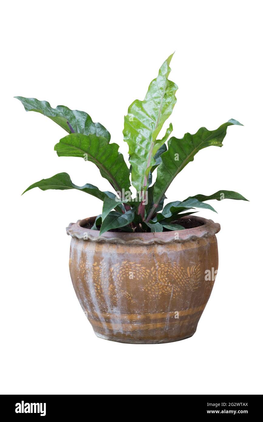 Interior and outside plant tree in a pot isolated on white background ...