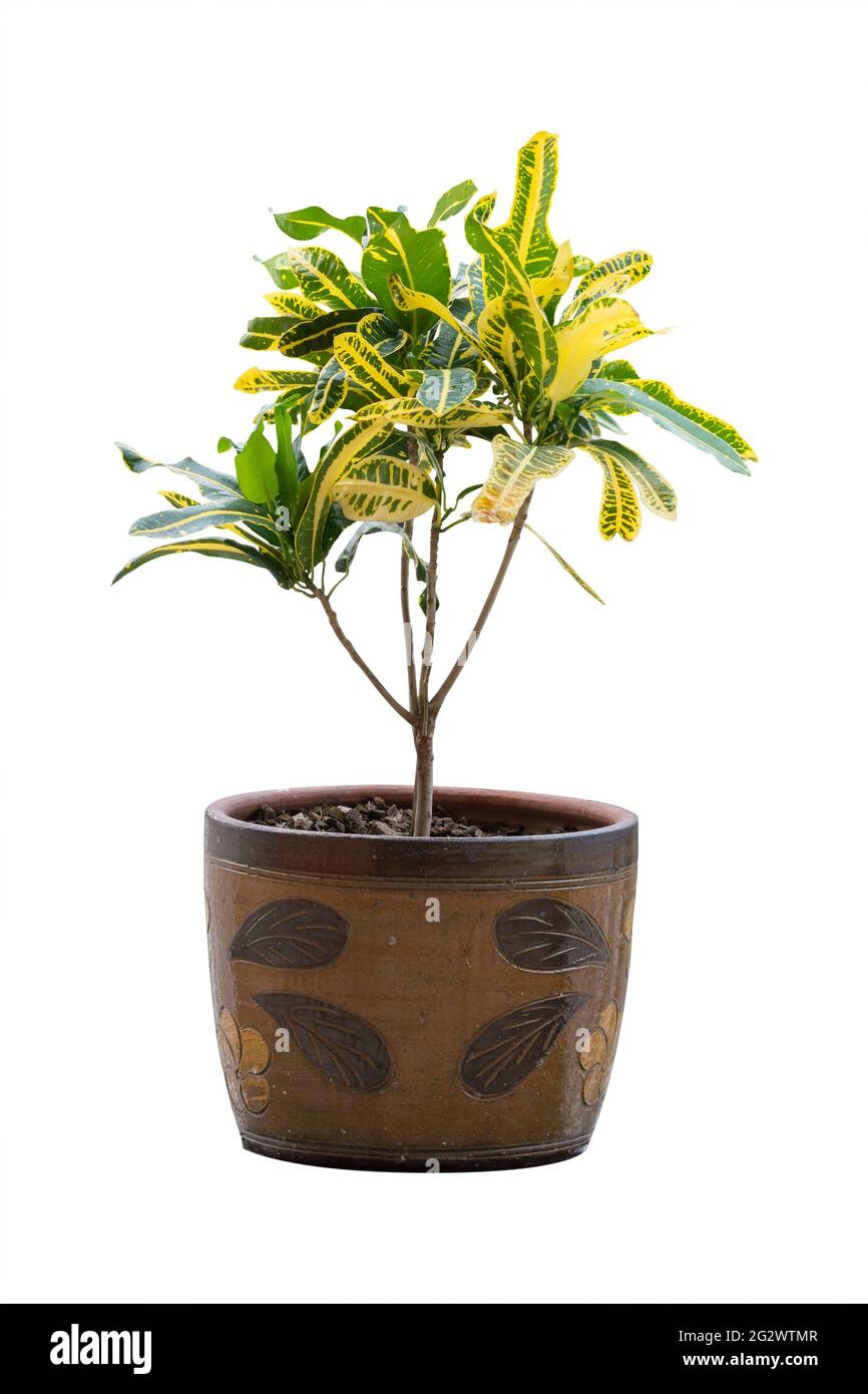 Interior and outside plant tree in a pot isolated on white background ...