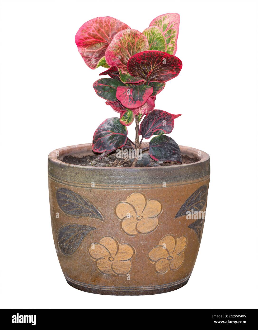 Interior and outside plant tree in a pot isolated on white background ...
