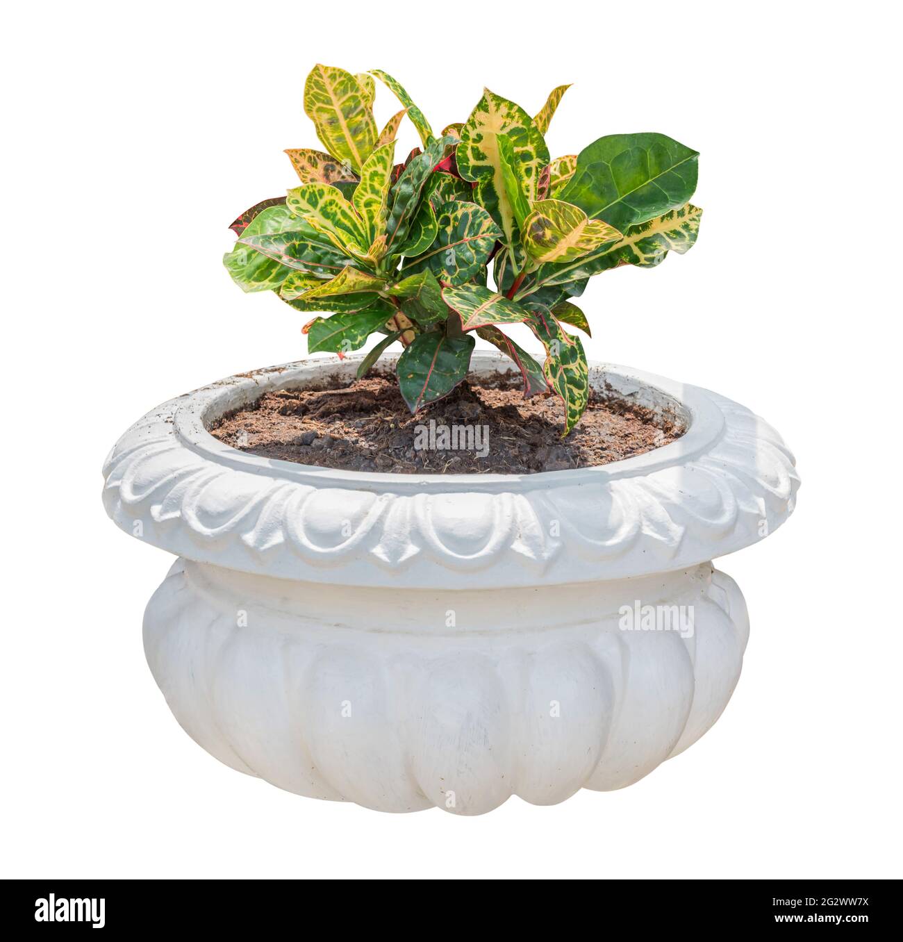 Interior and outside plant tree in a pot isolated on white background ...