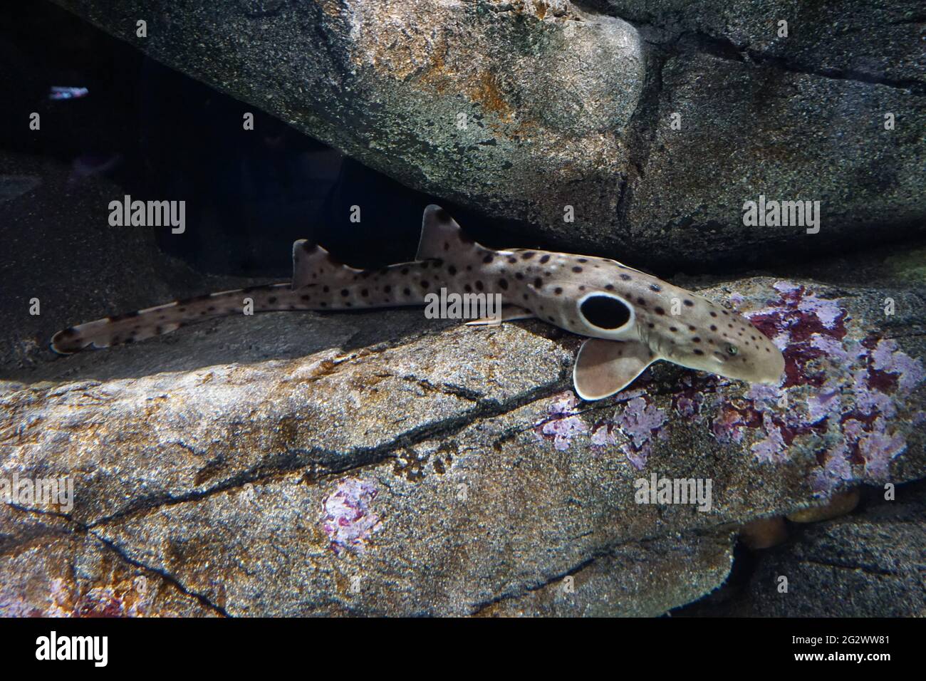 Shark resting on rock Stock Photo - Alamy