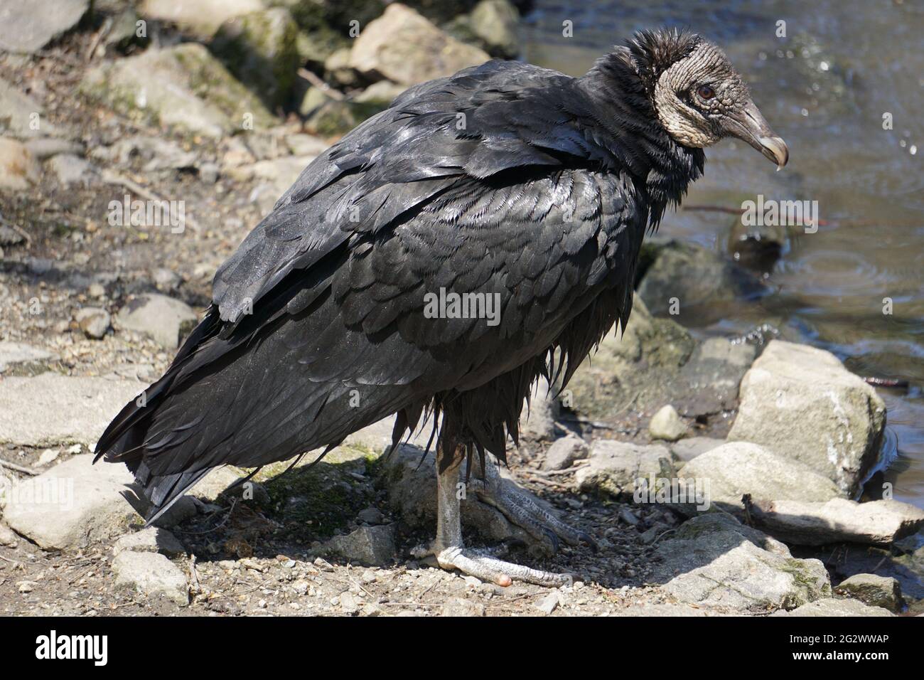 Vultur atratus hi-res stock photography and images - Alamy