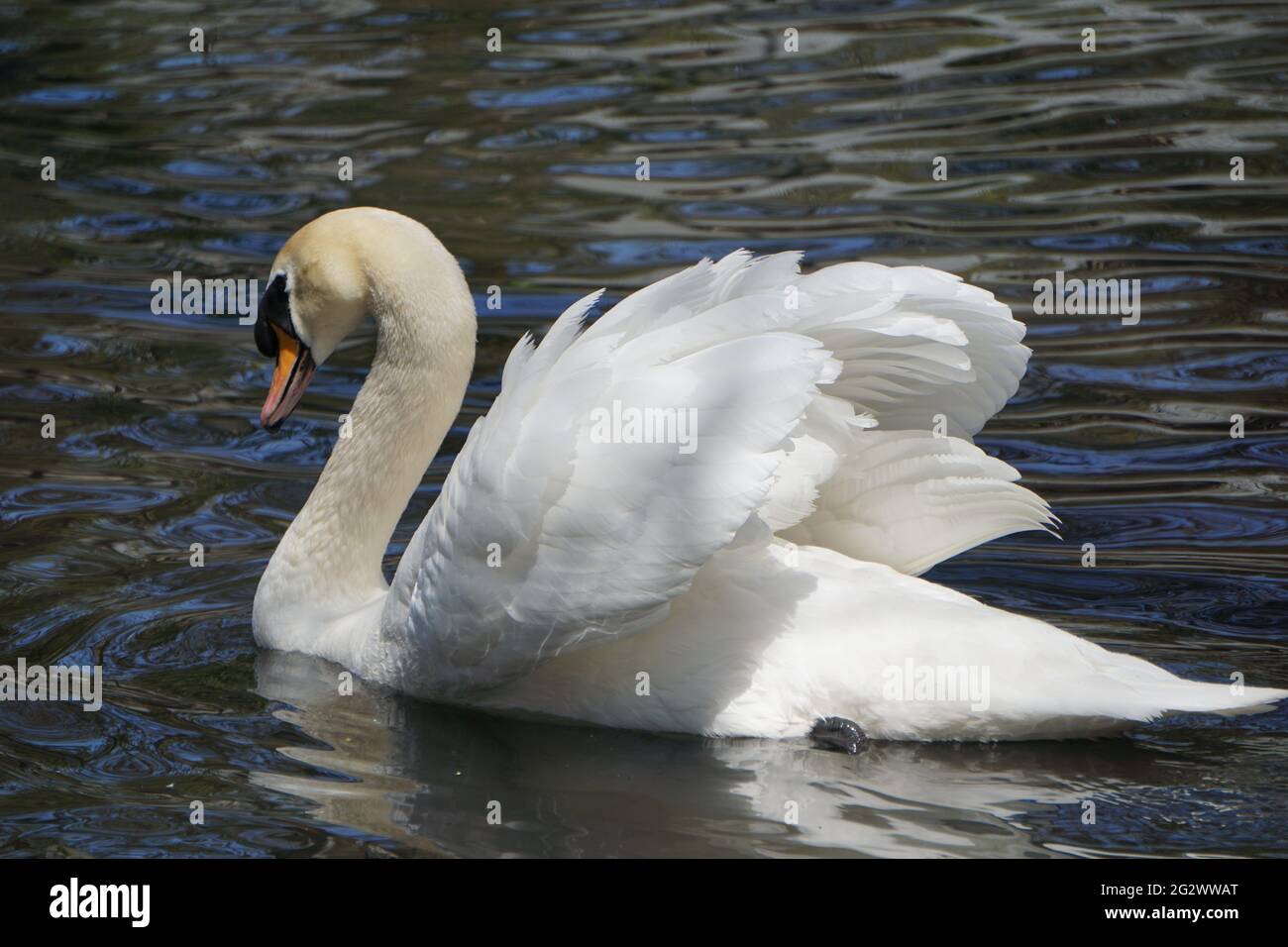Mute swan invasive species hi-res stock photography and images - Alamy