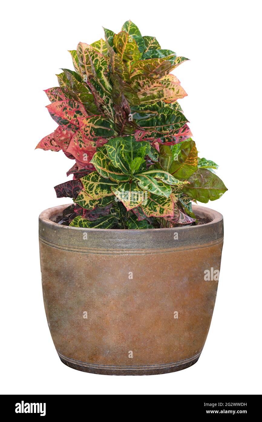 Interior and outside plant tree in a pot isolated on white background ...