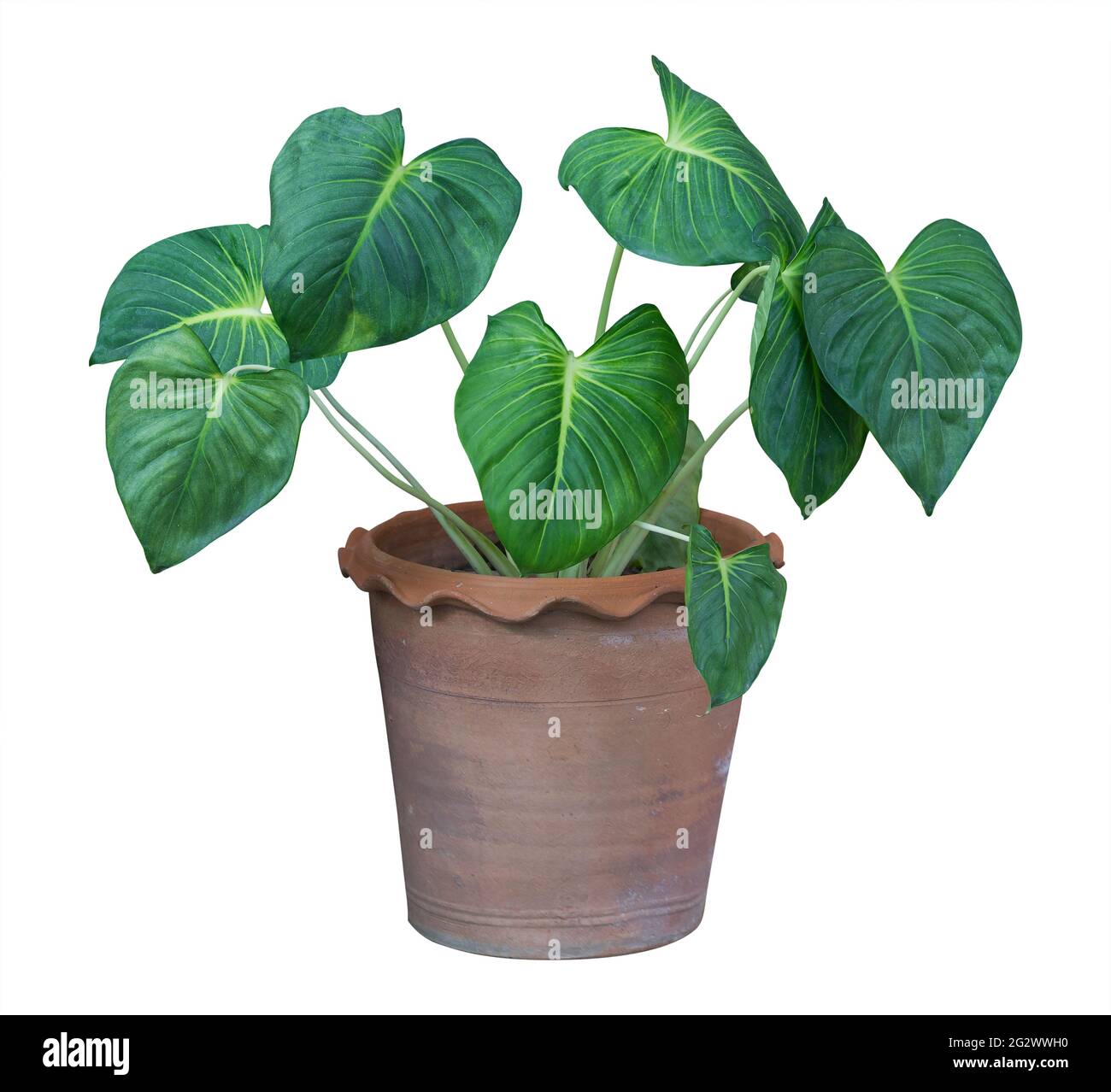 Tree plant in house Cut Out Stock Images & Pictures - Alamy