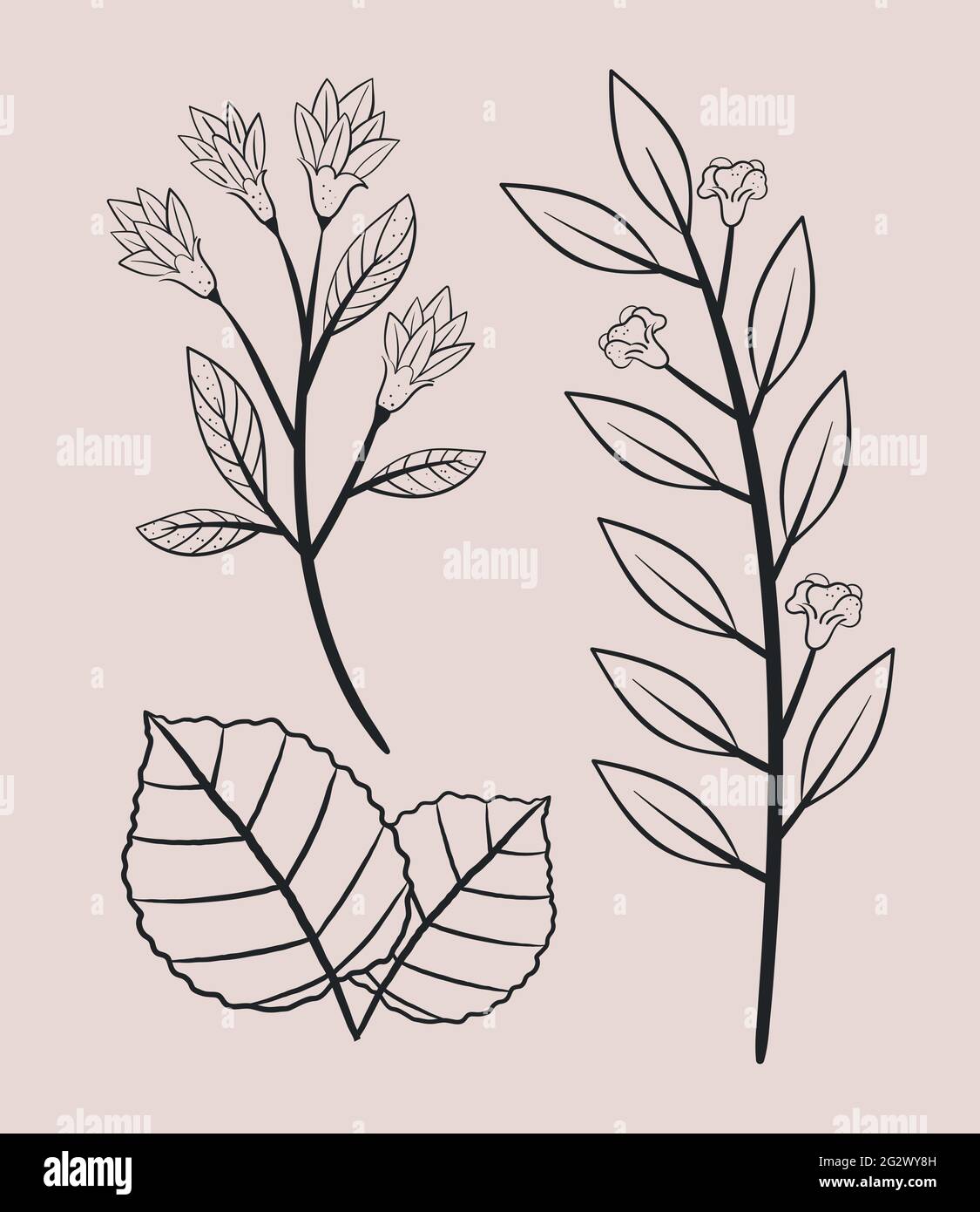 leaves and flowers icon collection Stock Vector Image & Art - Alamy