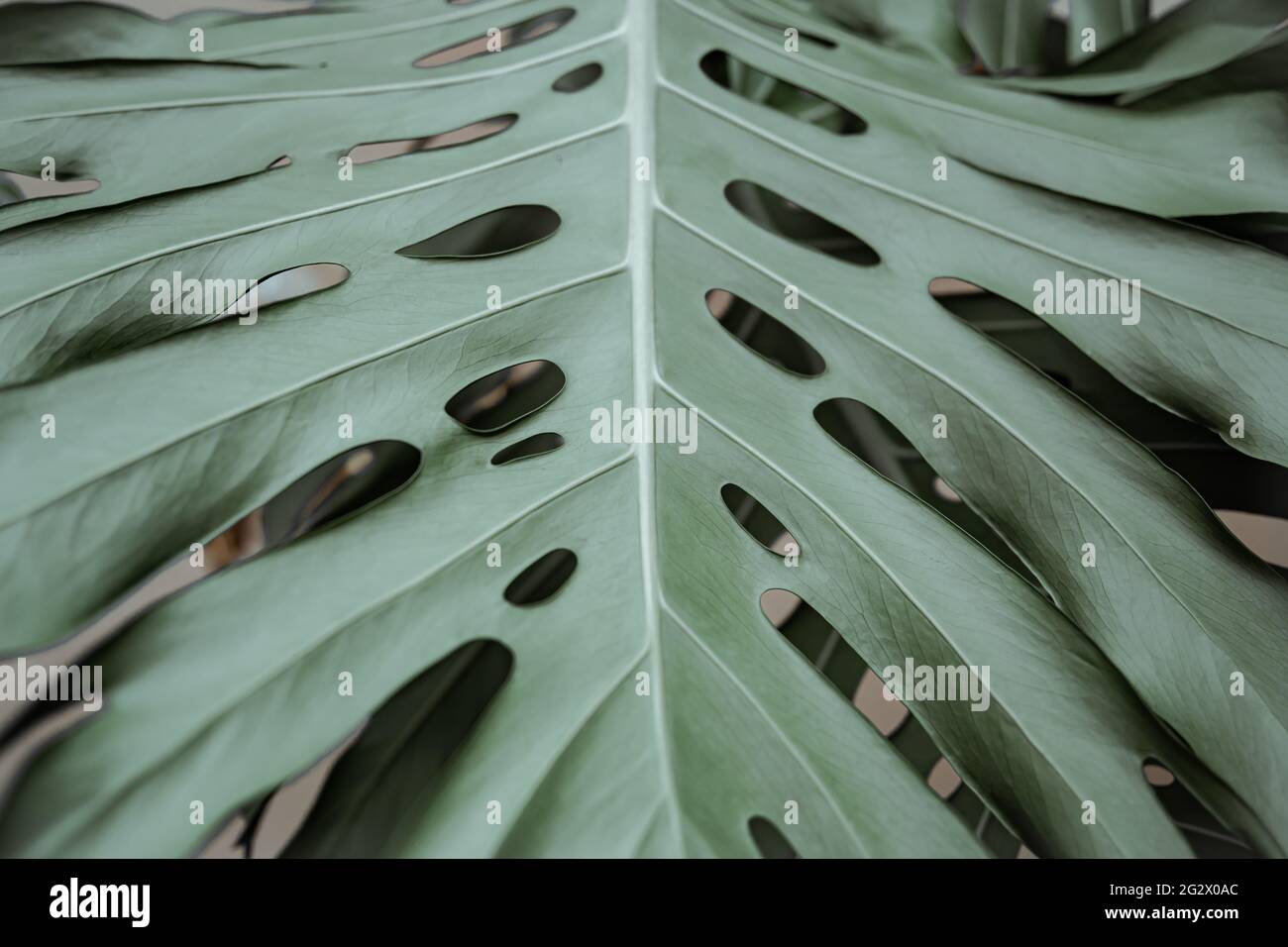 Textured leaves of a monstera plant close-up Stock Photo - Alamy
