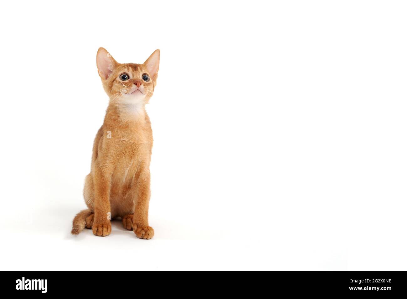 Abyssinian ginger cat sits on a white background Stock Photo - Alamy