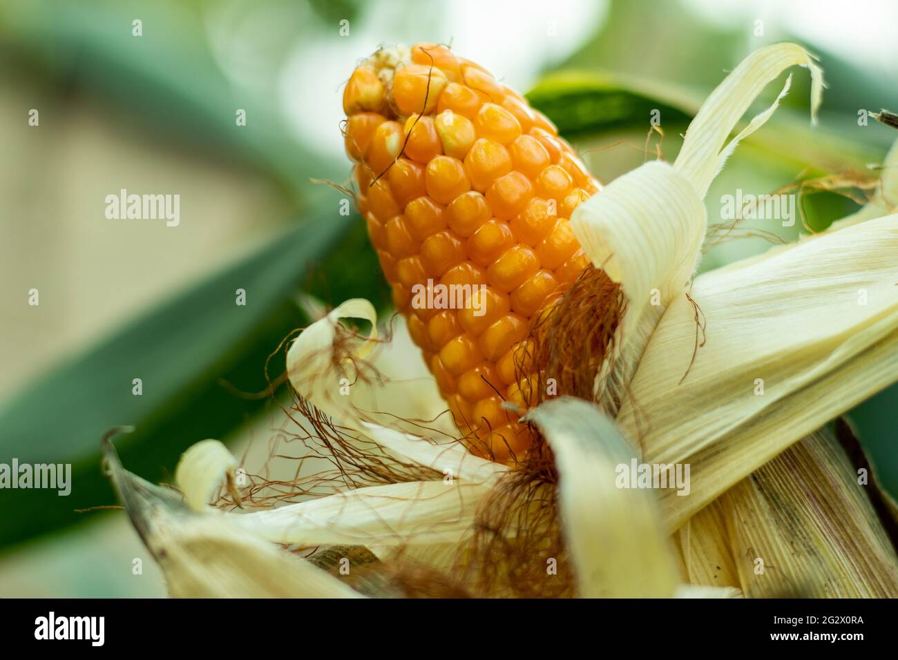 Corn is ready to be harvested when it is full-grown and it has a lot of ...