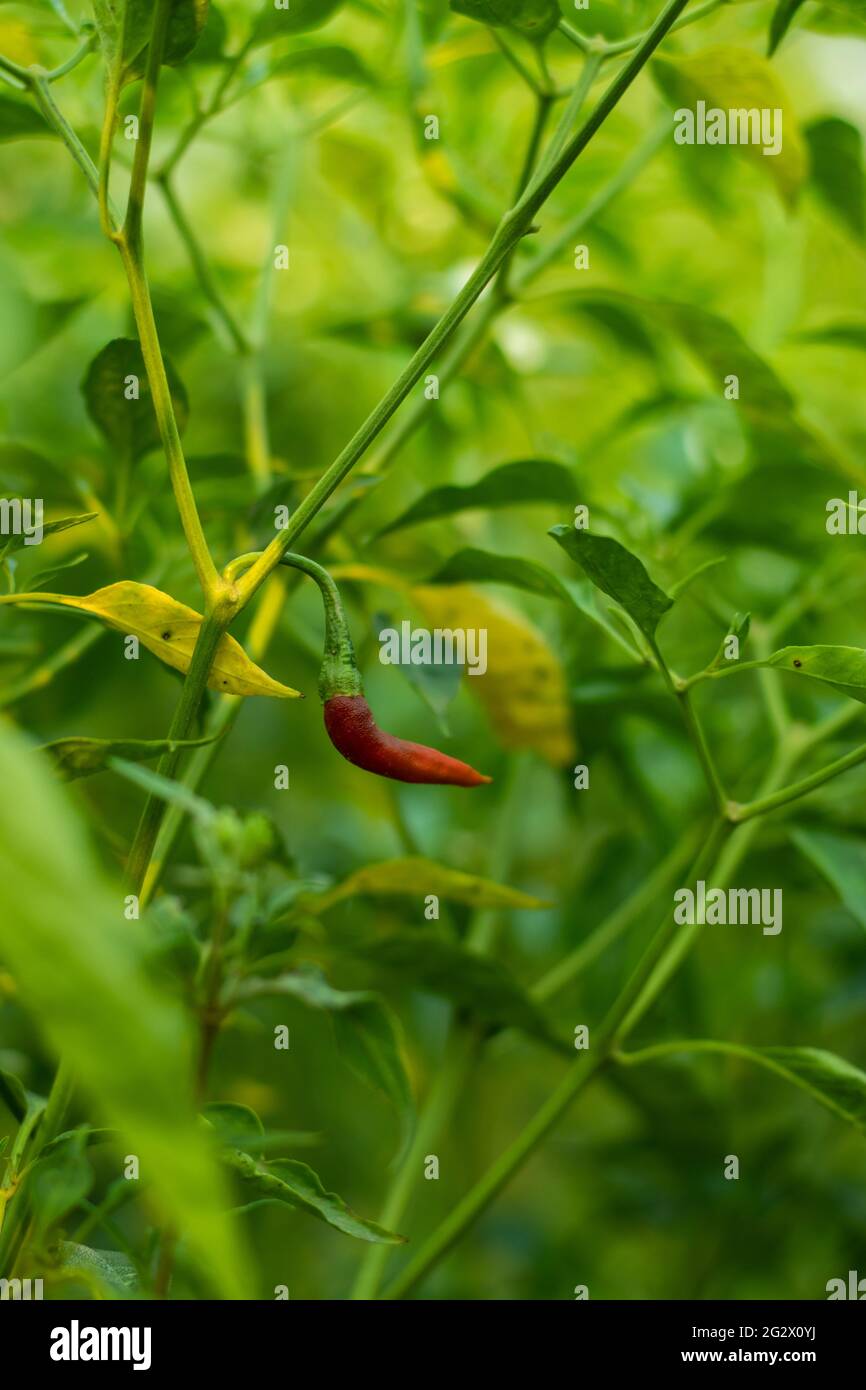 A special kind of spicy red pepper is cultivated in large quantities in ...