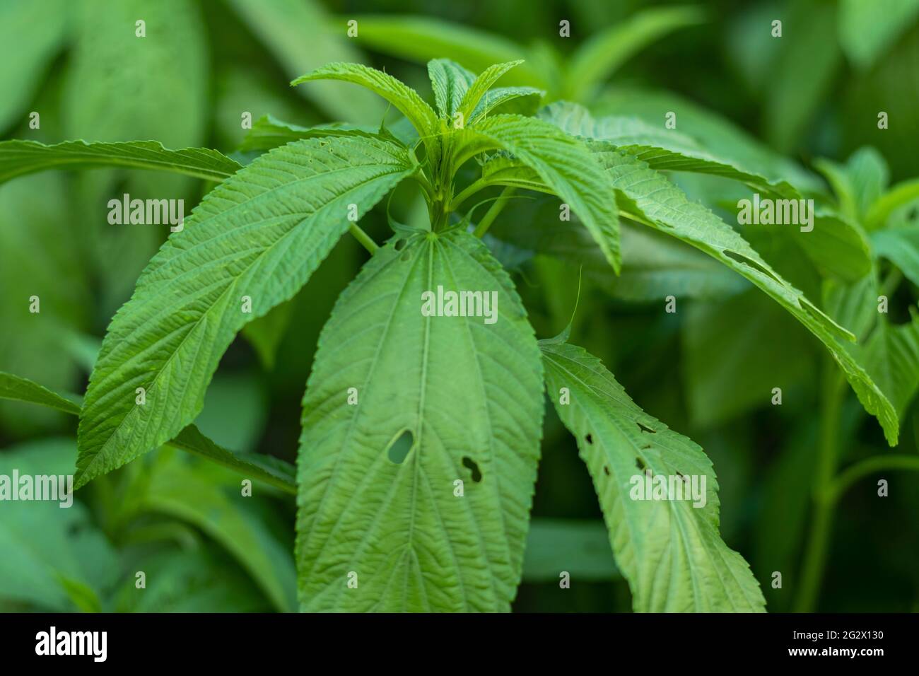 A particularly harmful insect is leaking jute leaves and causing damage ...