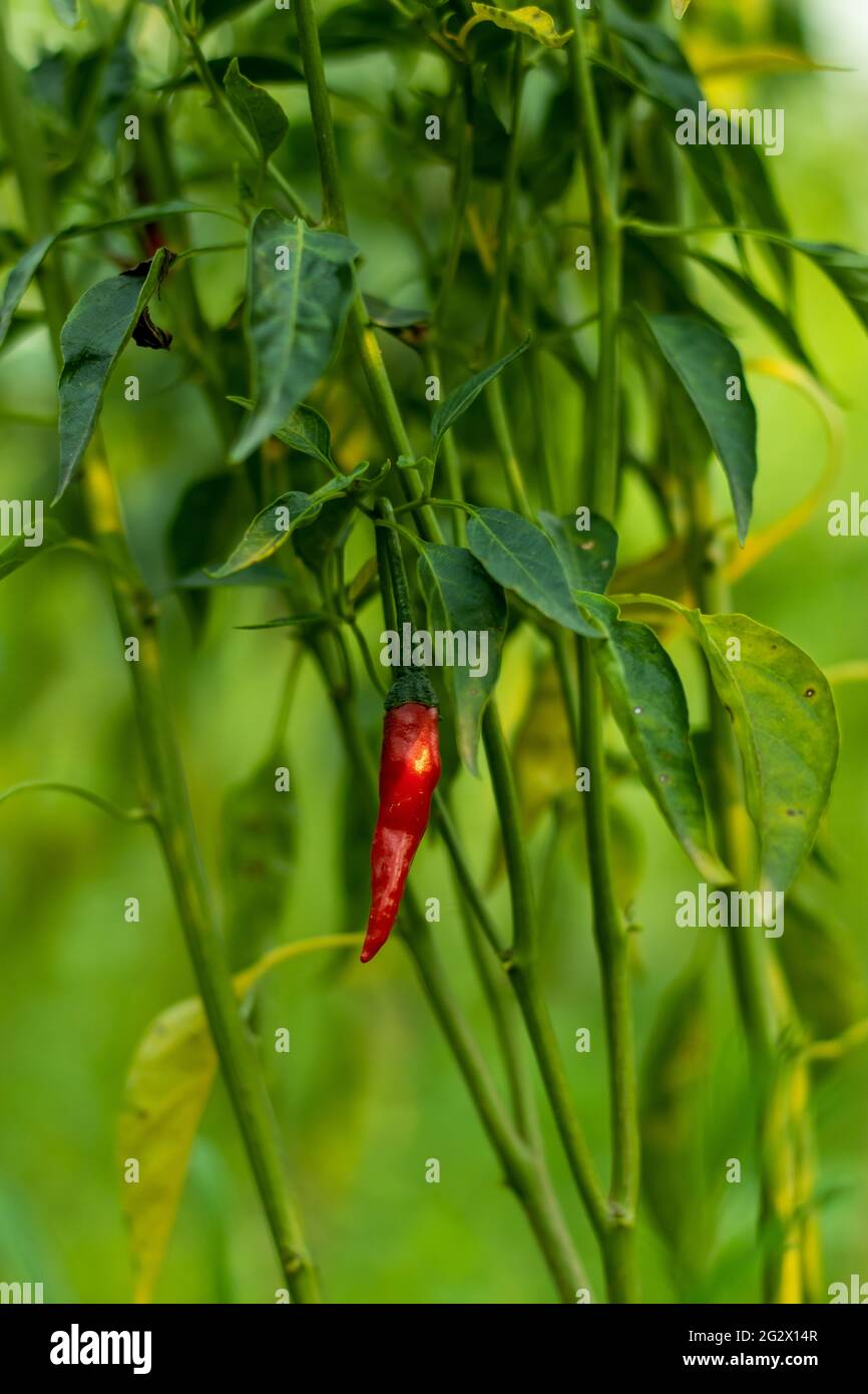 A special kind of spicy red pepper is cultivated in large quantities in ...