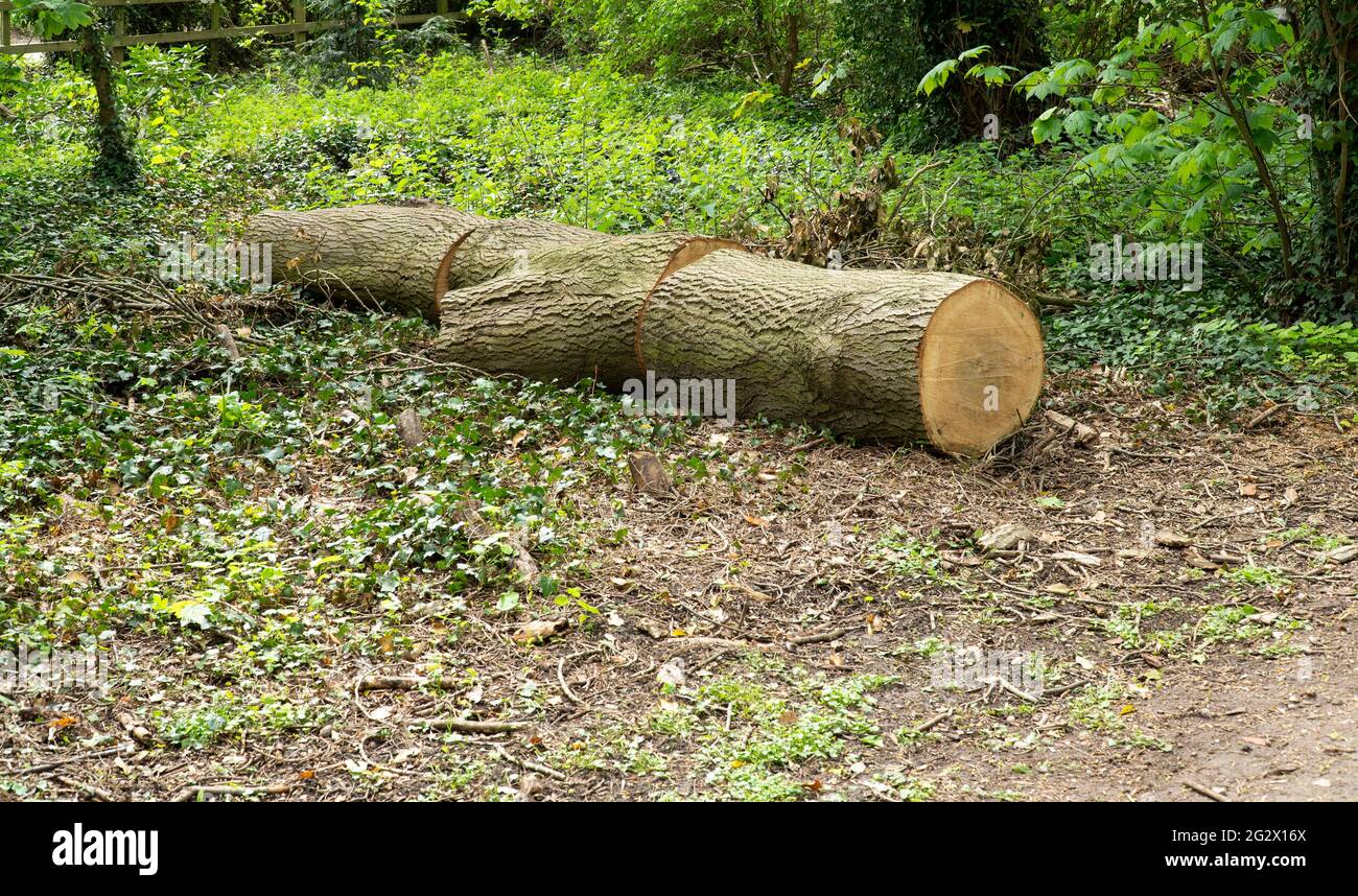 Tree trunk left of image hi-res stock photography and images - Alamy