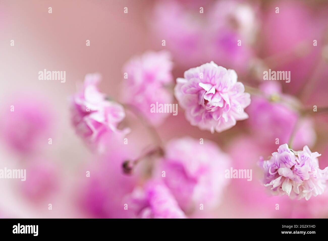 Flowers in garden, floral beauty and botanical background for wedding ...