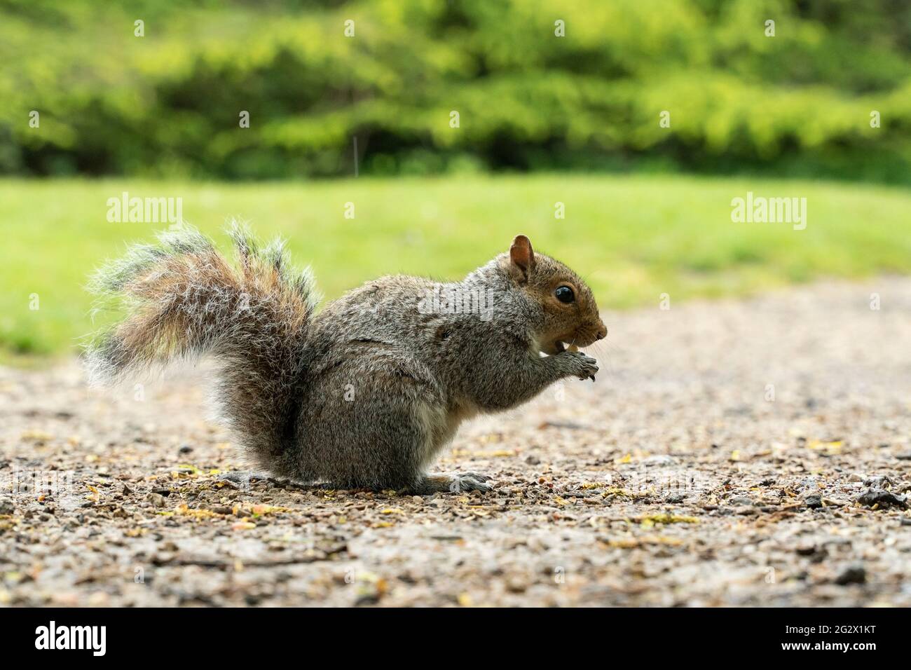 Nervous squirrel hi-res stock photography and images - Alamy