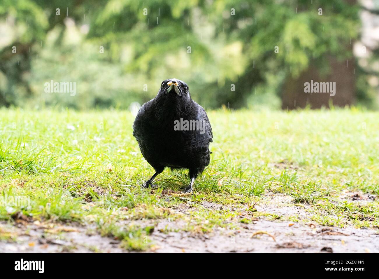 Lone raven hi-res stock photography and images - Alamy