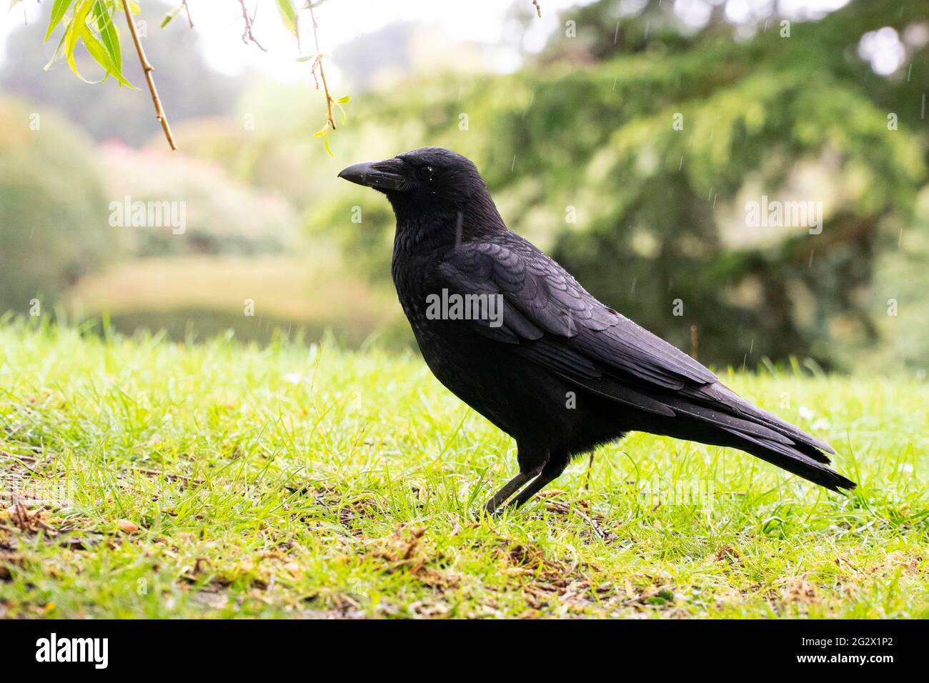 Crow eyes image hi-res stock photography and images - Alamy